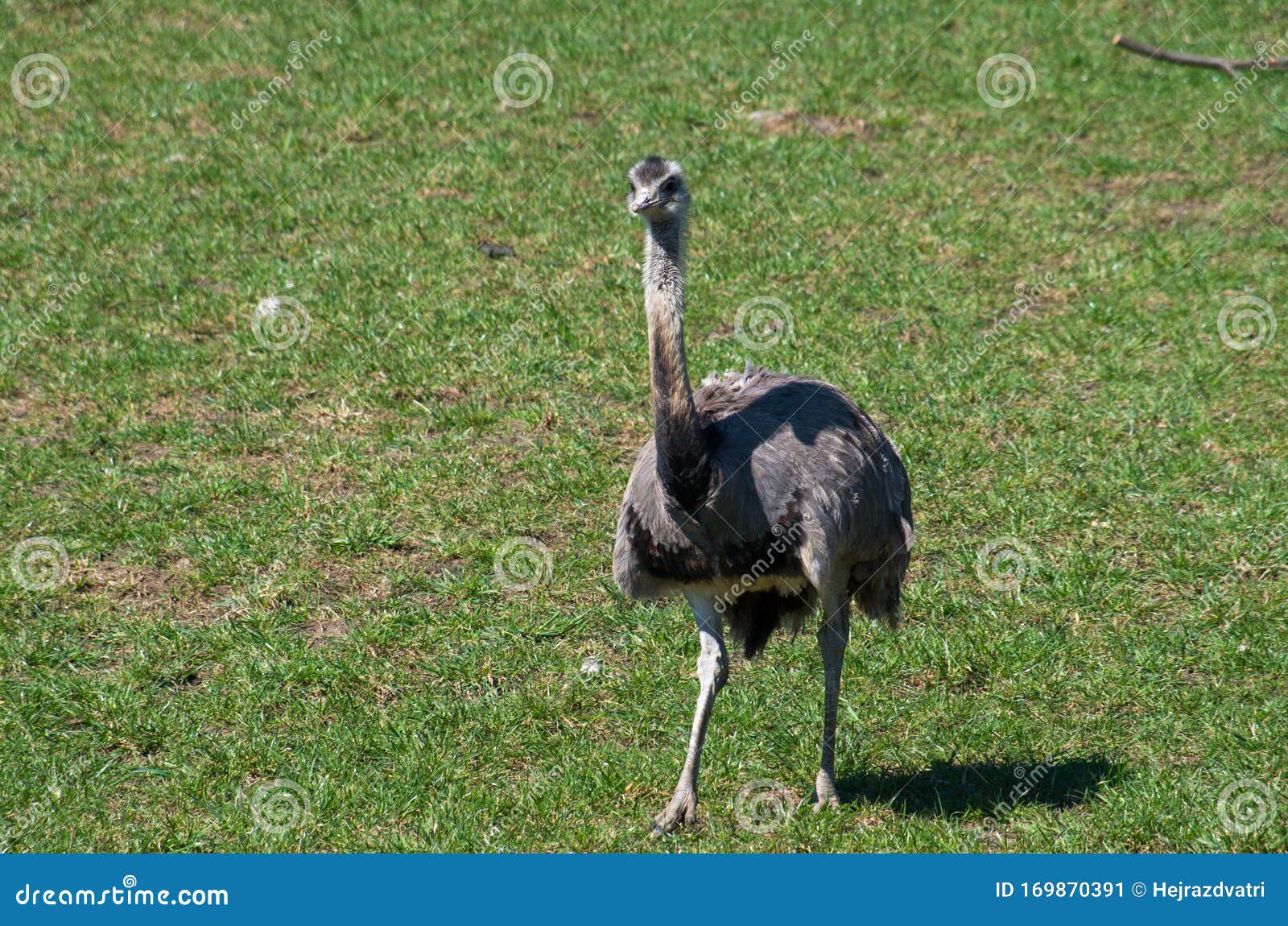 Young Australian Emu on Grass Stock Image - Image of innes, large ...