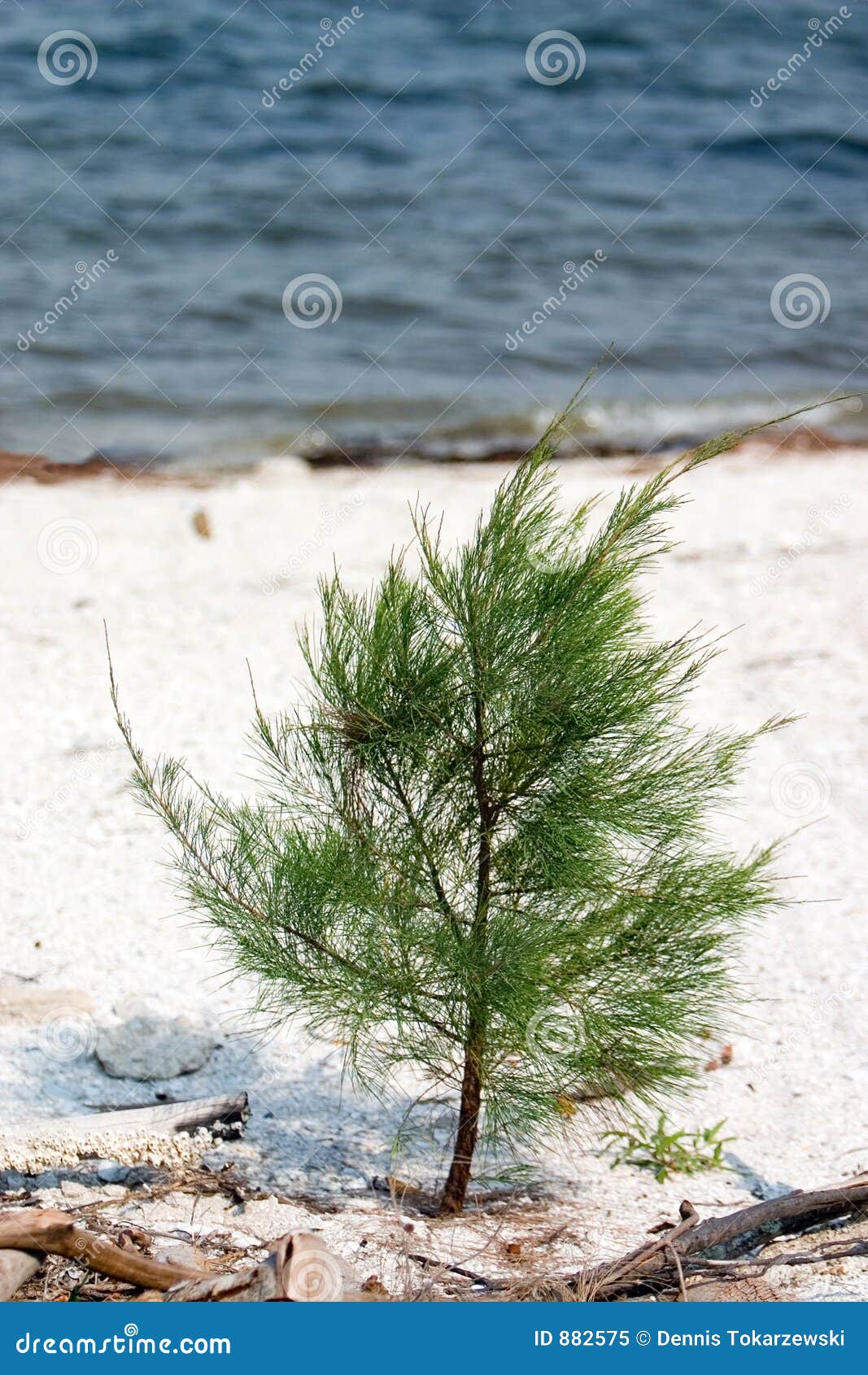 Australian Pine Tree Forest - Casuarina Equisetifolia Stock Image ...