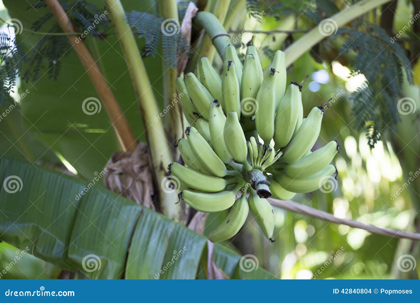 Young Babana stock photo. Image of breakfast, hatch, fragile - 42840804