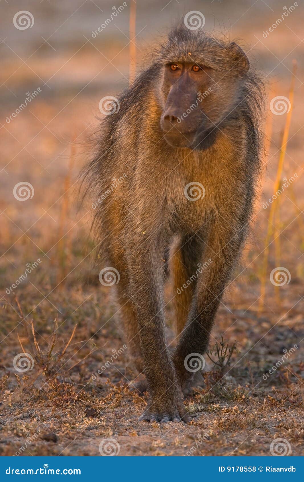 Young baboon stock photo. Image of wildlife, south, powerful - 9178558