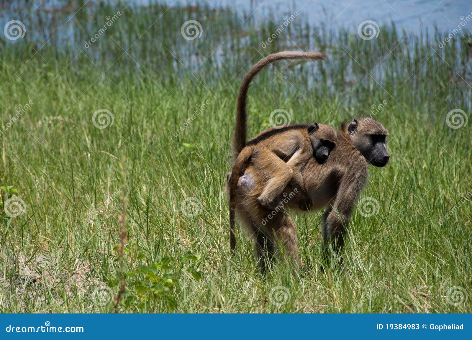 Young Baboon on Back stock image. Image of subsaharan - 19384983