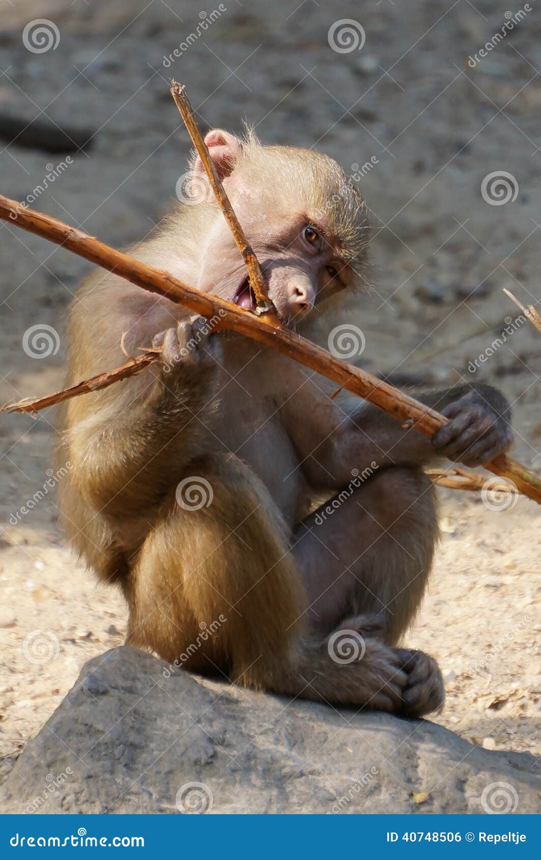Young Baboon stock photo. Image of enjoying, wildlife - 40748506