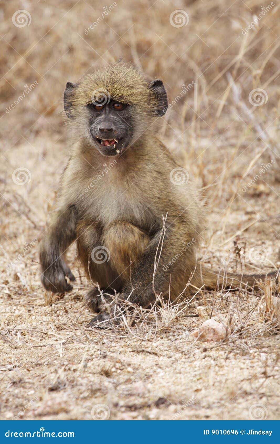 Young baboon eating stock photo. Image of gravel, tail - 9010696