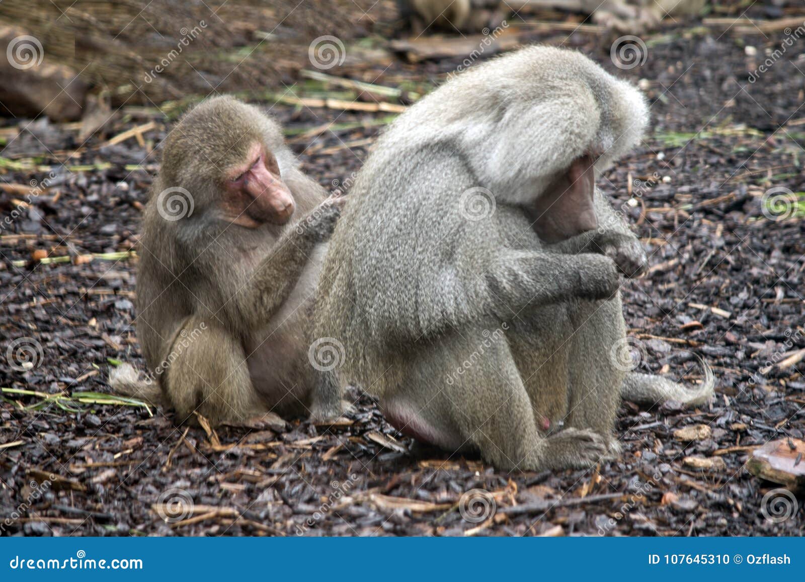 Baboons are grooming stock photo. Image of eyes, pink - 107645310