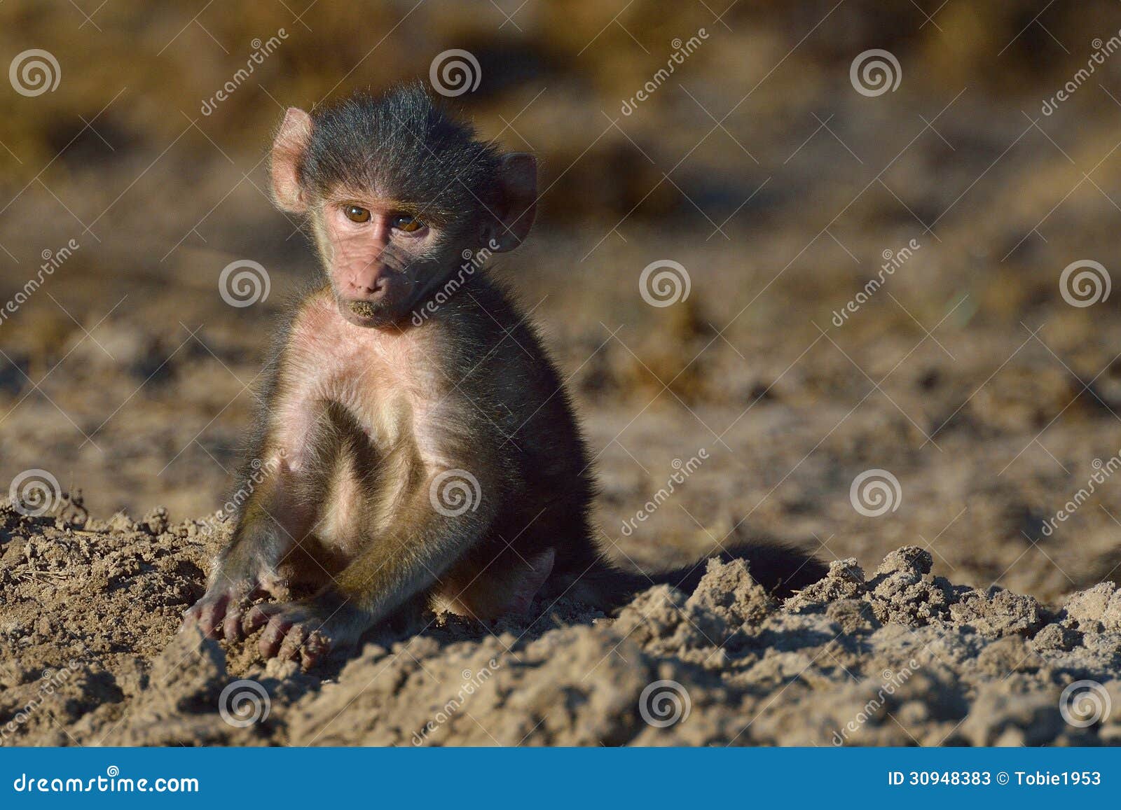 Young baboon staring stock image. Image of eyes, shining - 30948383