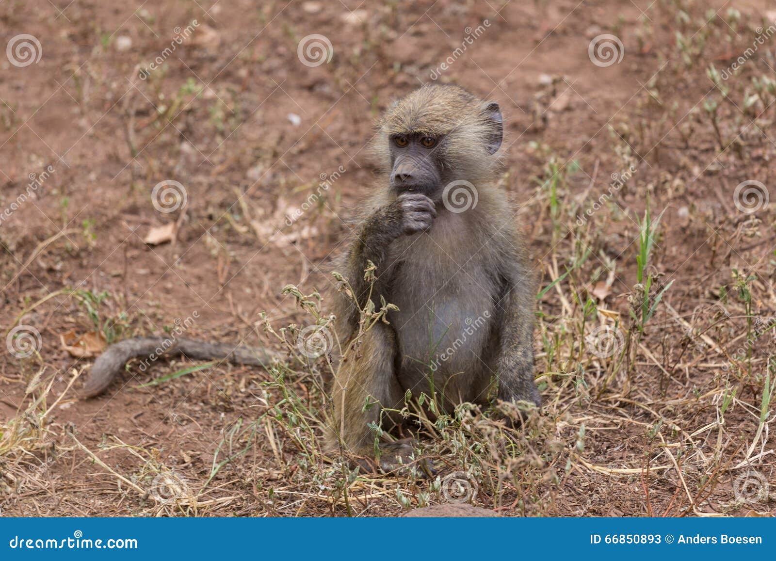 A young baboon thinking stock image. Image of pawn, alone - 66850893