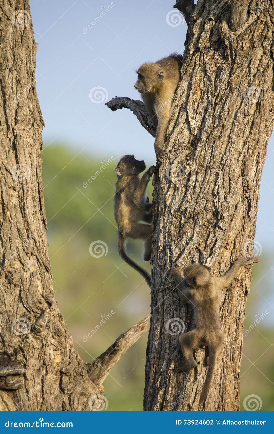 Young Baboons Play and Jump in a Tree Stock Photo - Image of hair ...
