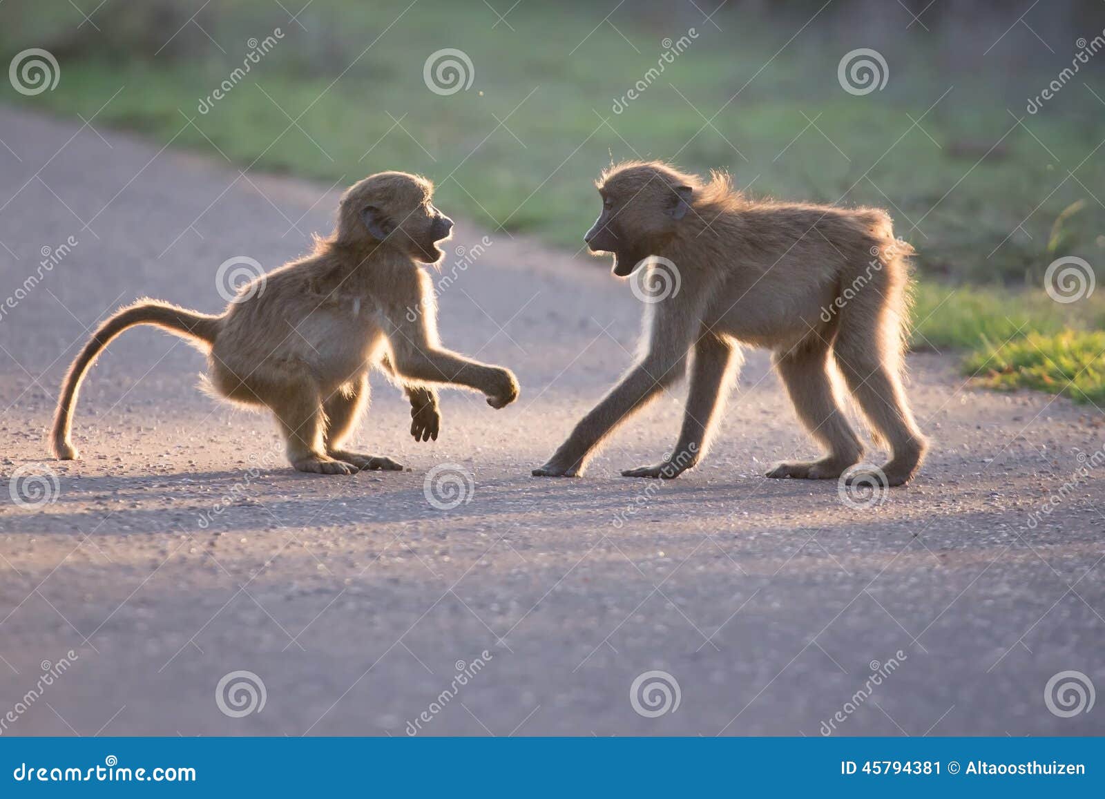 Young Baboons Playing in a Road Late Afternoon before Going Back Stock ...