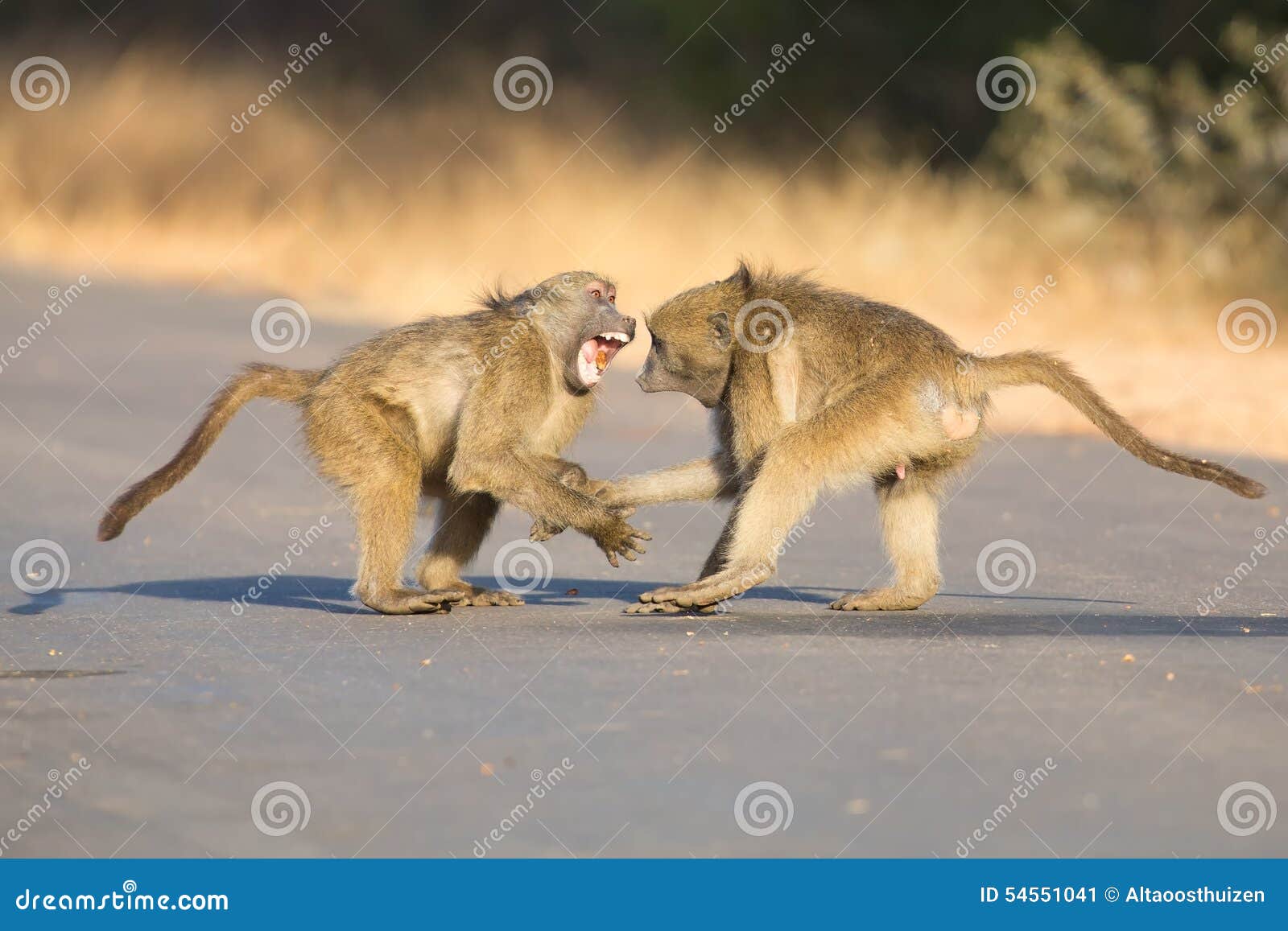 Young Baboons Playing in a Road Late Afternoon before Going Back Stock ...