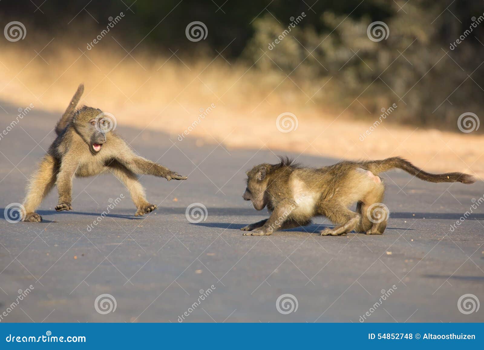 Young Baboons Playing in a Road Late Afternoon before Going Back Stock ...