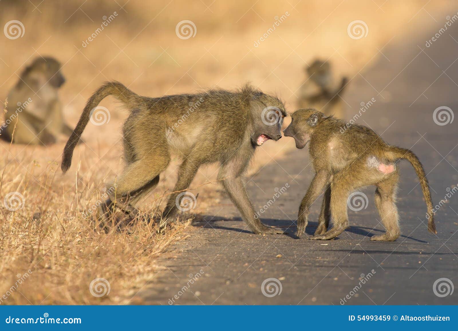 Young Baboons Playing in a Road Late Afternoon before Going Back Stock ...
