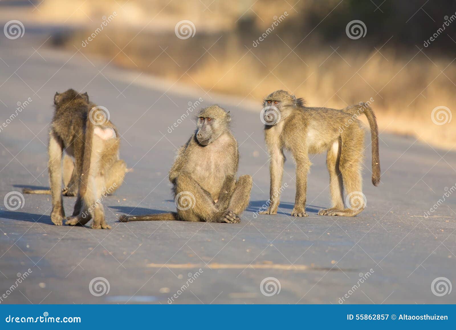 Young Baboons Playing in a Road Late Afternoon before Going Back Stock ...