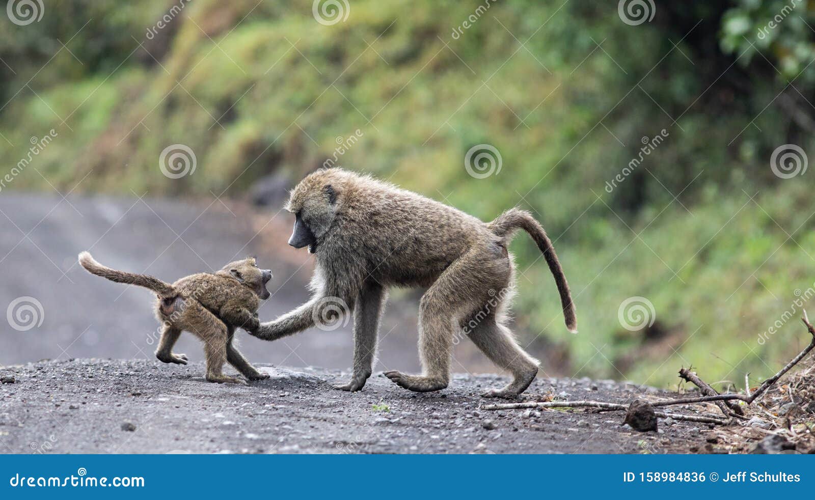 Young Baboons stock photo. Image of tanzania, reserve - 158984836