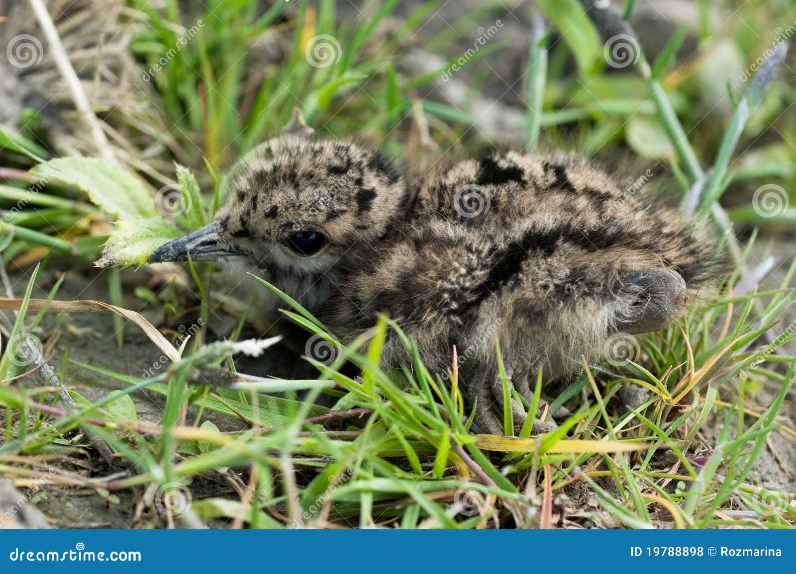 Young Baby Bird of a Lapwing Stock Photo - Image of care, protection ...