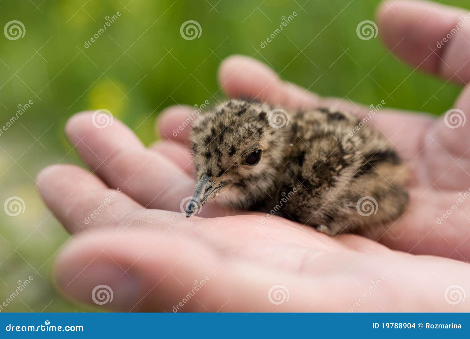 Young Baby Bird of a Lapwing Stock Photo - Image of young, finger: 19788904
