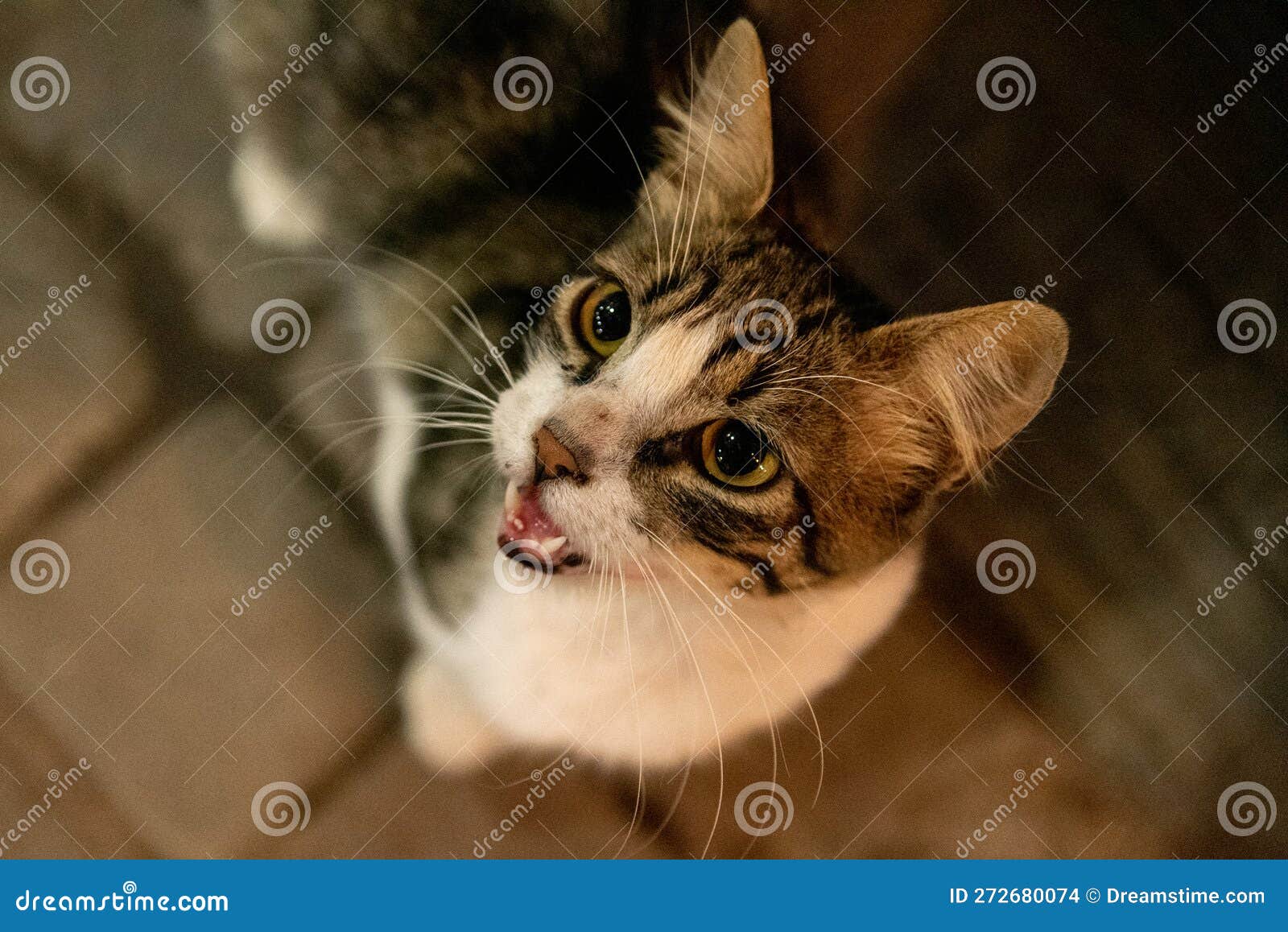 Young Baby Cat, Kitty Grey and White Talking Stock Photo - Image of ...