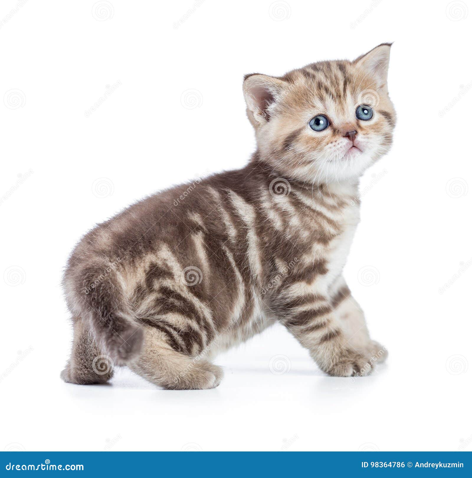Young Baby Cat Side View Isolated Stock Photo - Image of small, cute ...