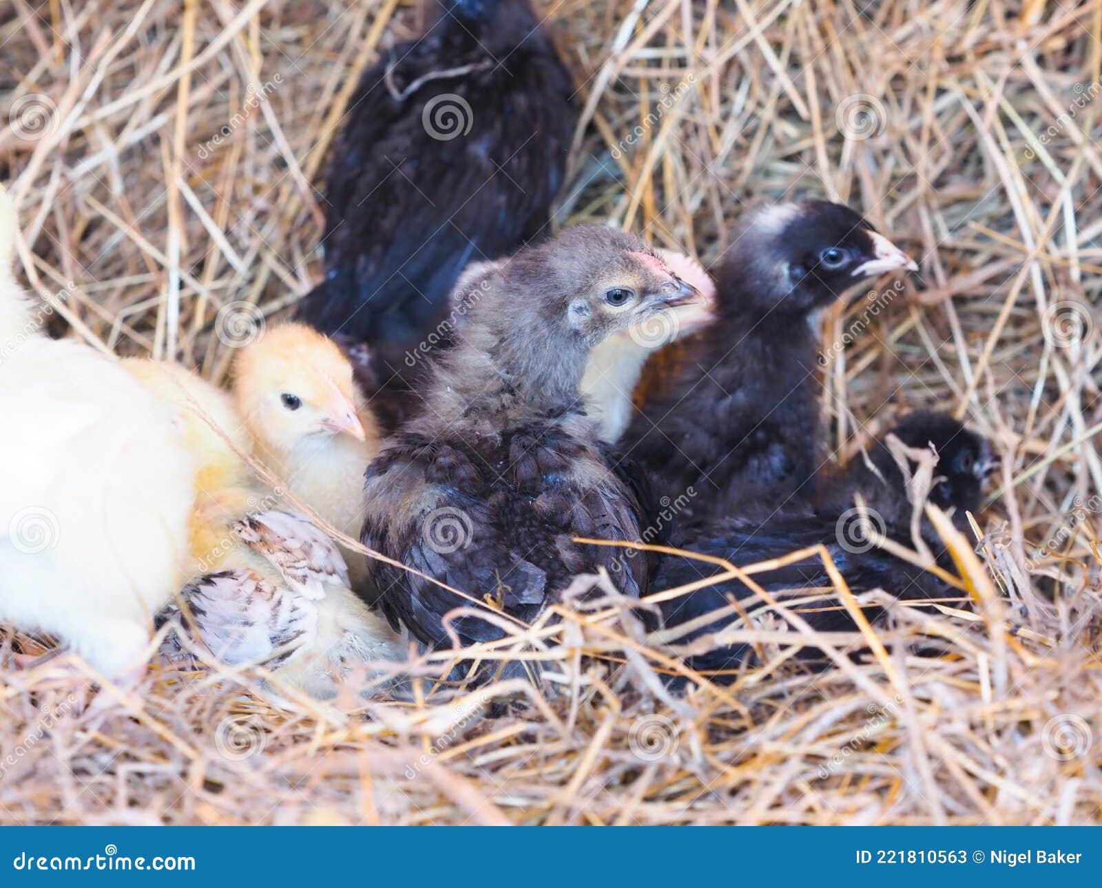 Young Baby Chicks stock image. Image of small, poultry - 221810563