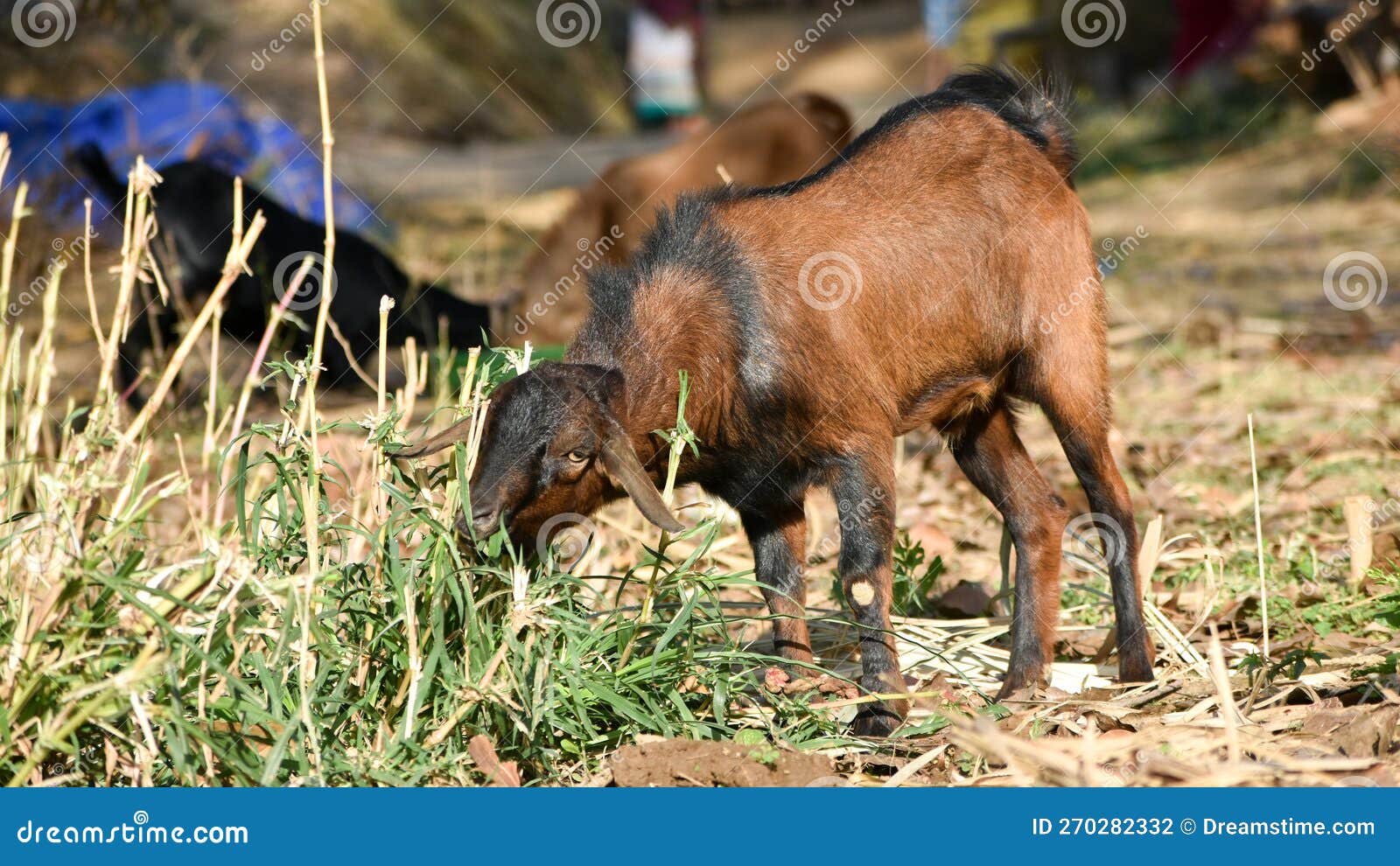 Young Baby Goat Eating Grass at the House Backyard. Stock Photo - Image ...