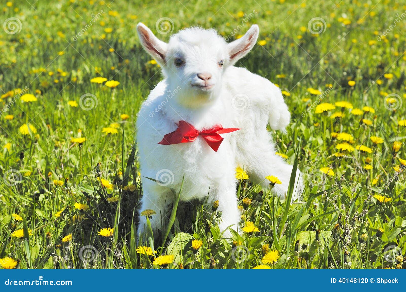 Young Baby Goat with Red Bow-knot Stock Photo - Image of celebration ...