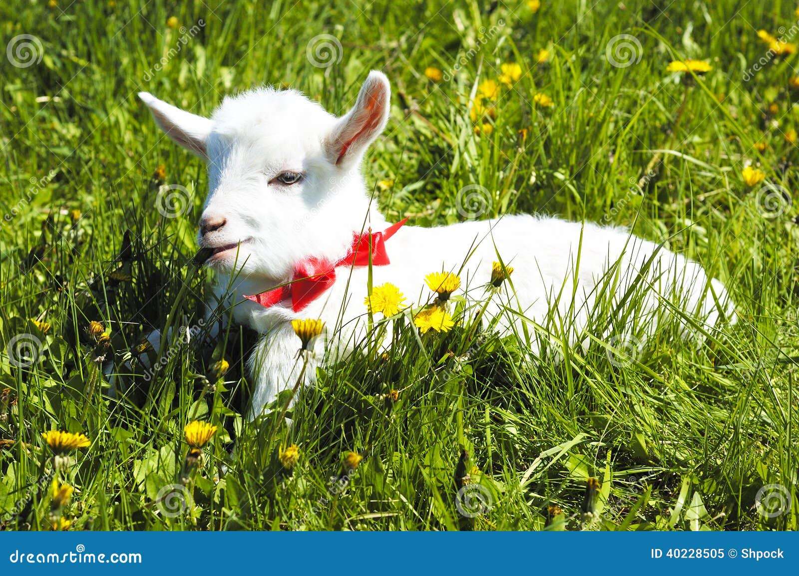 Young Baby Goat with Red Bow-knot Stock Image - Image of rural ...