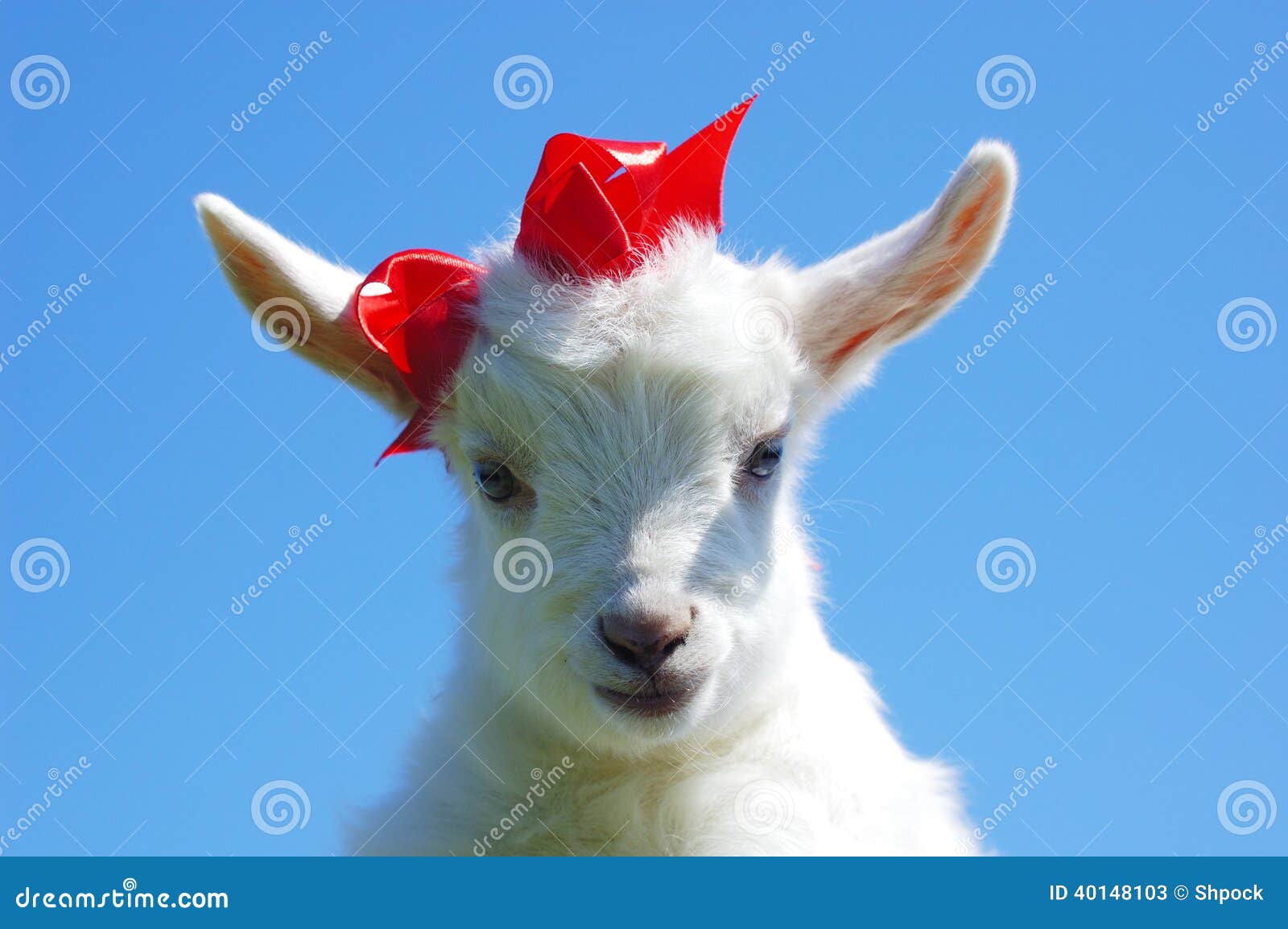 Goat Red Ribbon Stock Photos - Free & Royalty-Free Stock Photos from ...