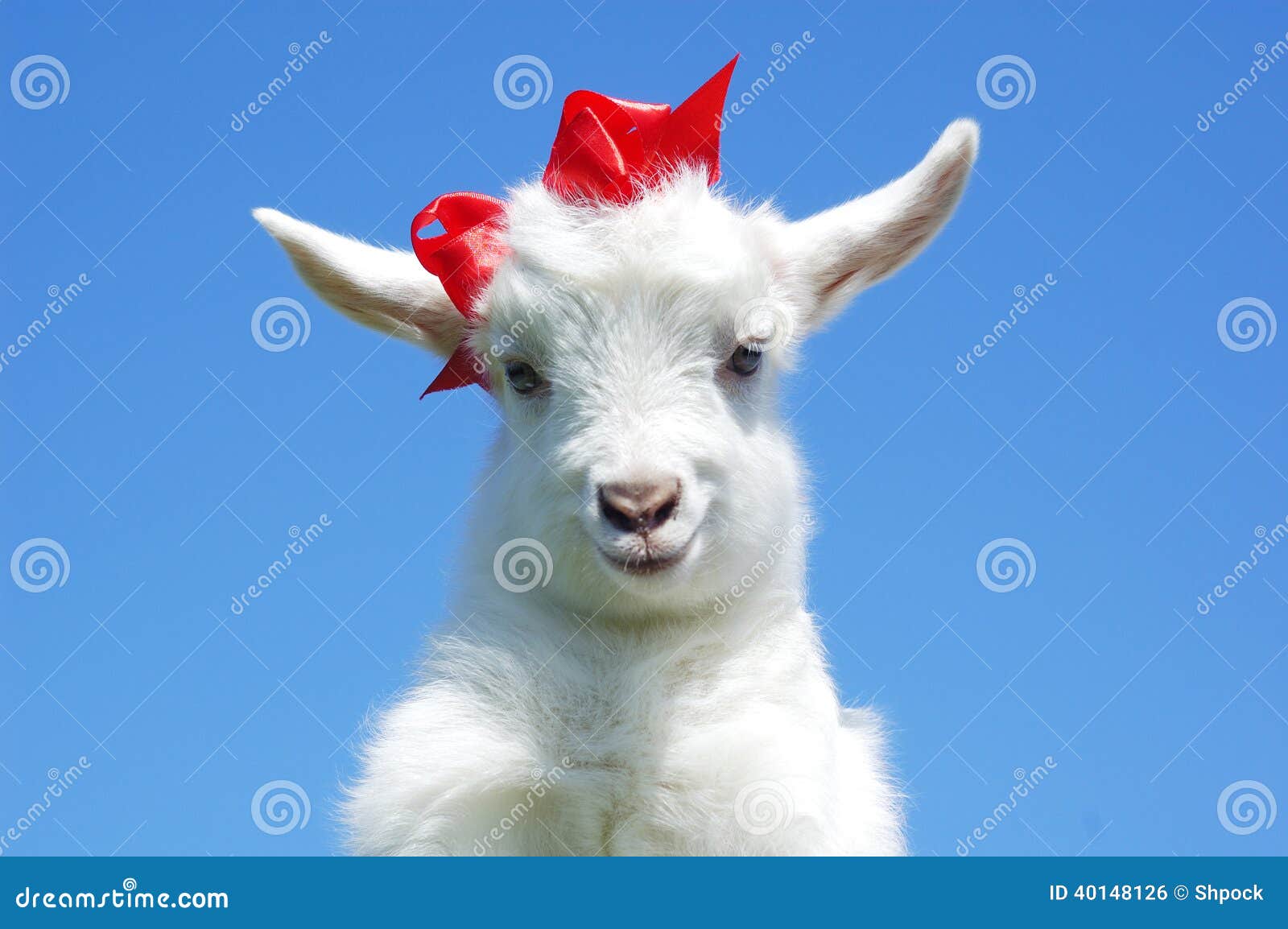 Young Baby Goat with Red Bow-knot Stock Photo - Image of birthday ...