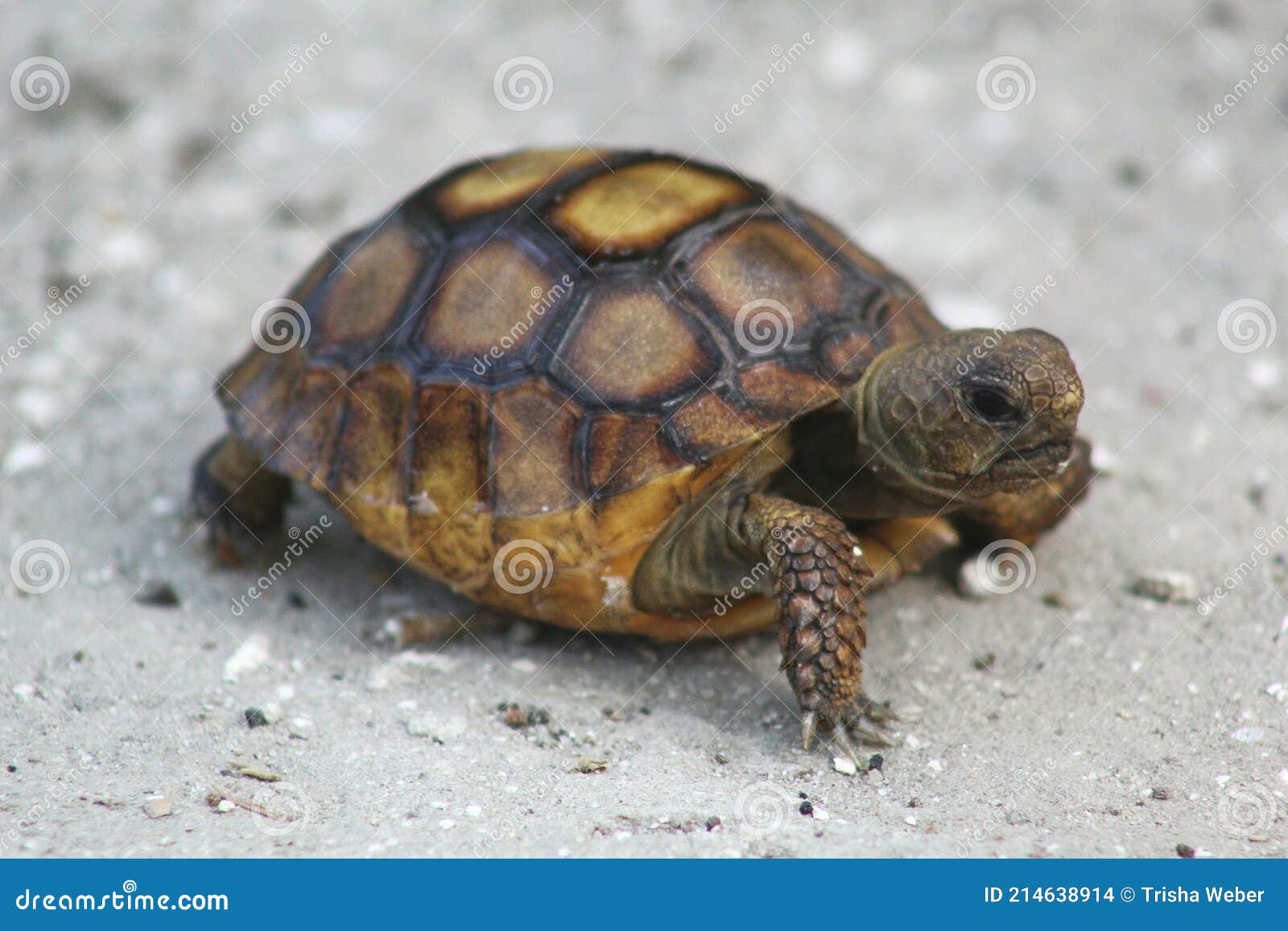 Young Baby Gopher Tortoise Walking Aross a Sand Path Stock Photo ... Young Baby Gopher Tortoise Walking Aross a Sand Path Stock Photo ...