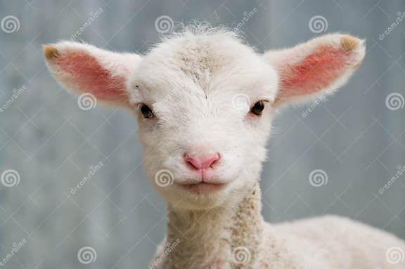 Young baby lamb stock photo. Image of animal, farm, infant - 6341574