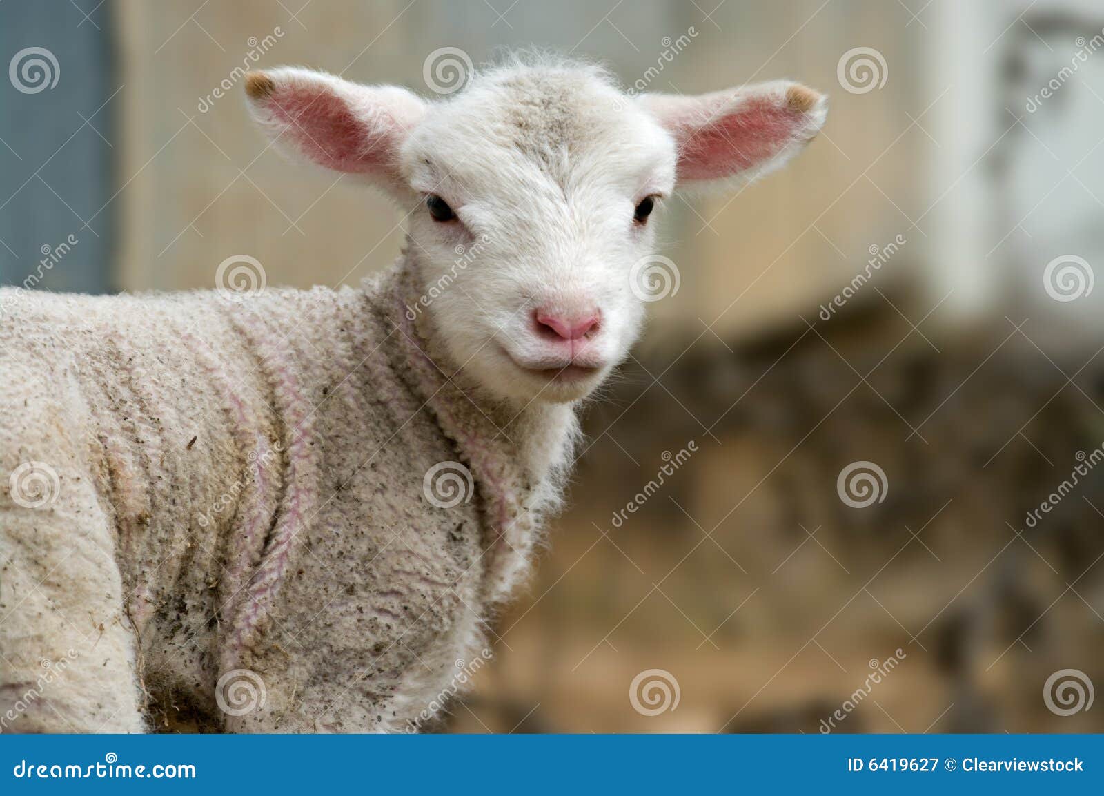 Young baby lamb stock image. Image of farm, baby, sheep - 6419627