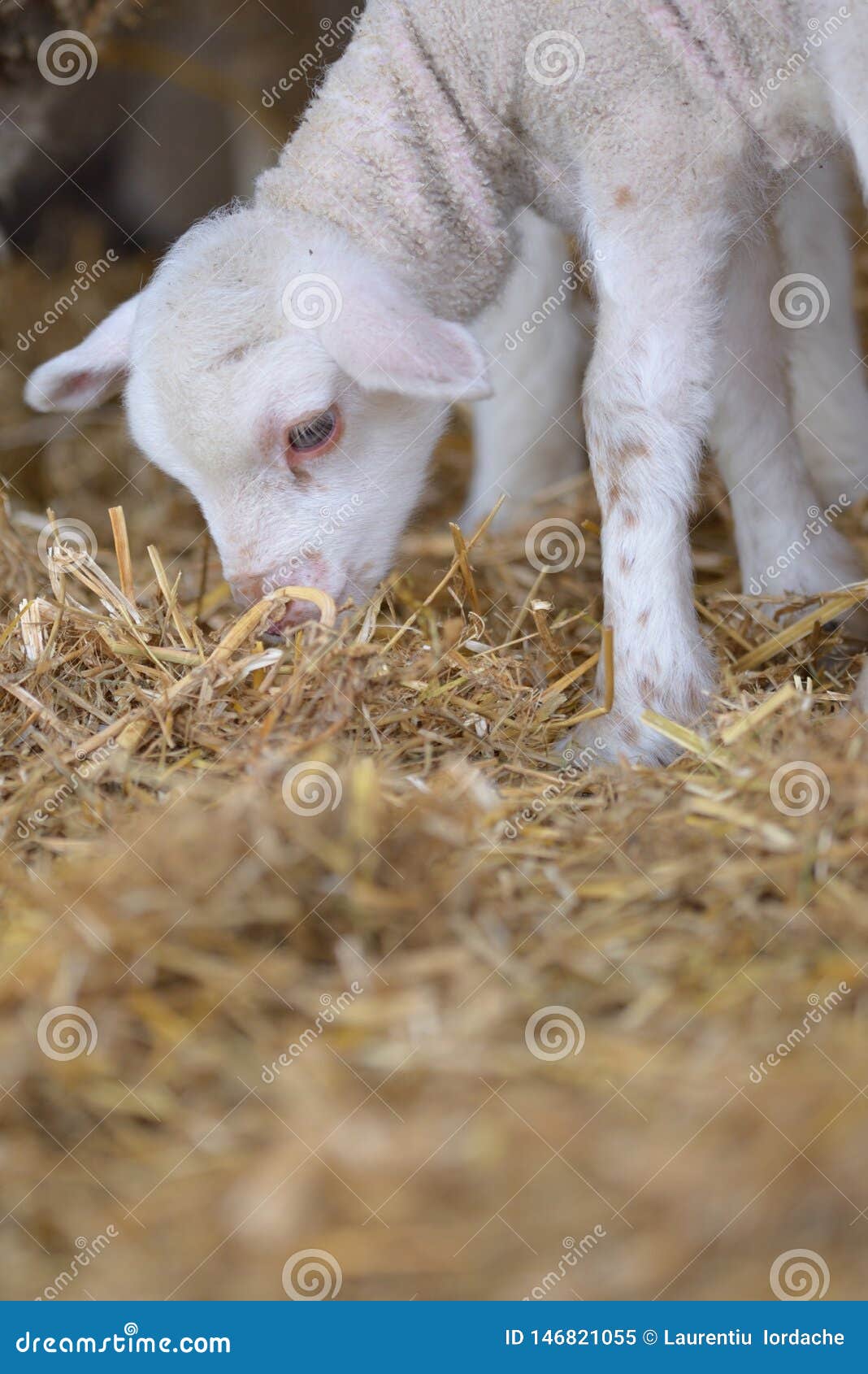 Young baby lamb stock image. Image of animal, green - 146821055