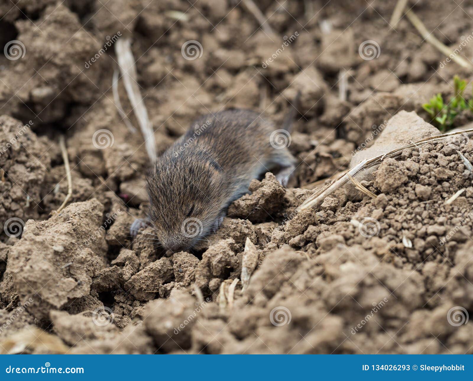 Young Baby Mouse Lying on a Ground Stock Image - Image of furry ...