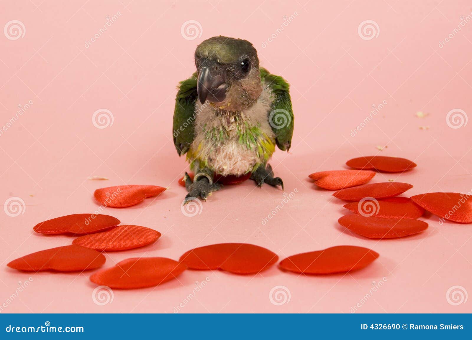 Young Baby Parrot and Hearts Stock Photo - Image of domestic, mammal ...