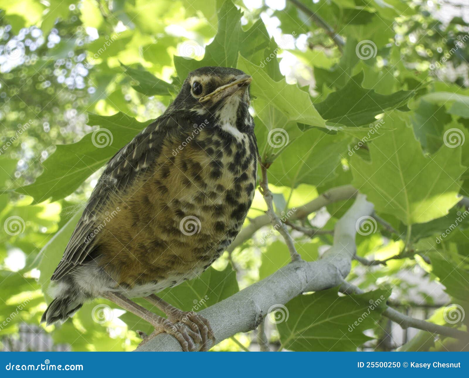 Young or Baby Robin in Tree Stock Photo - Image of outdoors, wildlife ...