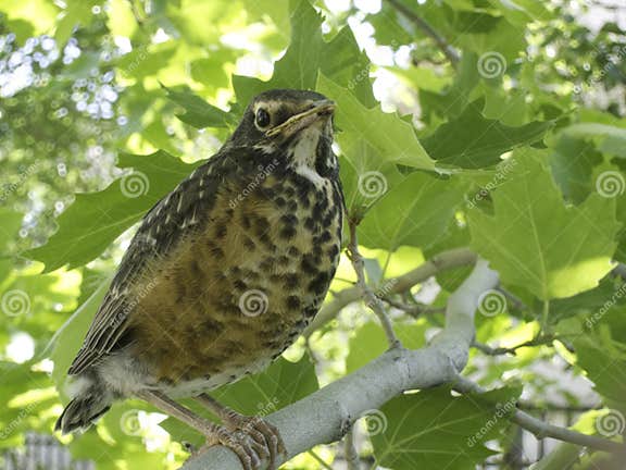 Young or Baby Robin in Tree Stock Photo - Image of outdoors, wildlife ...