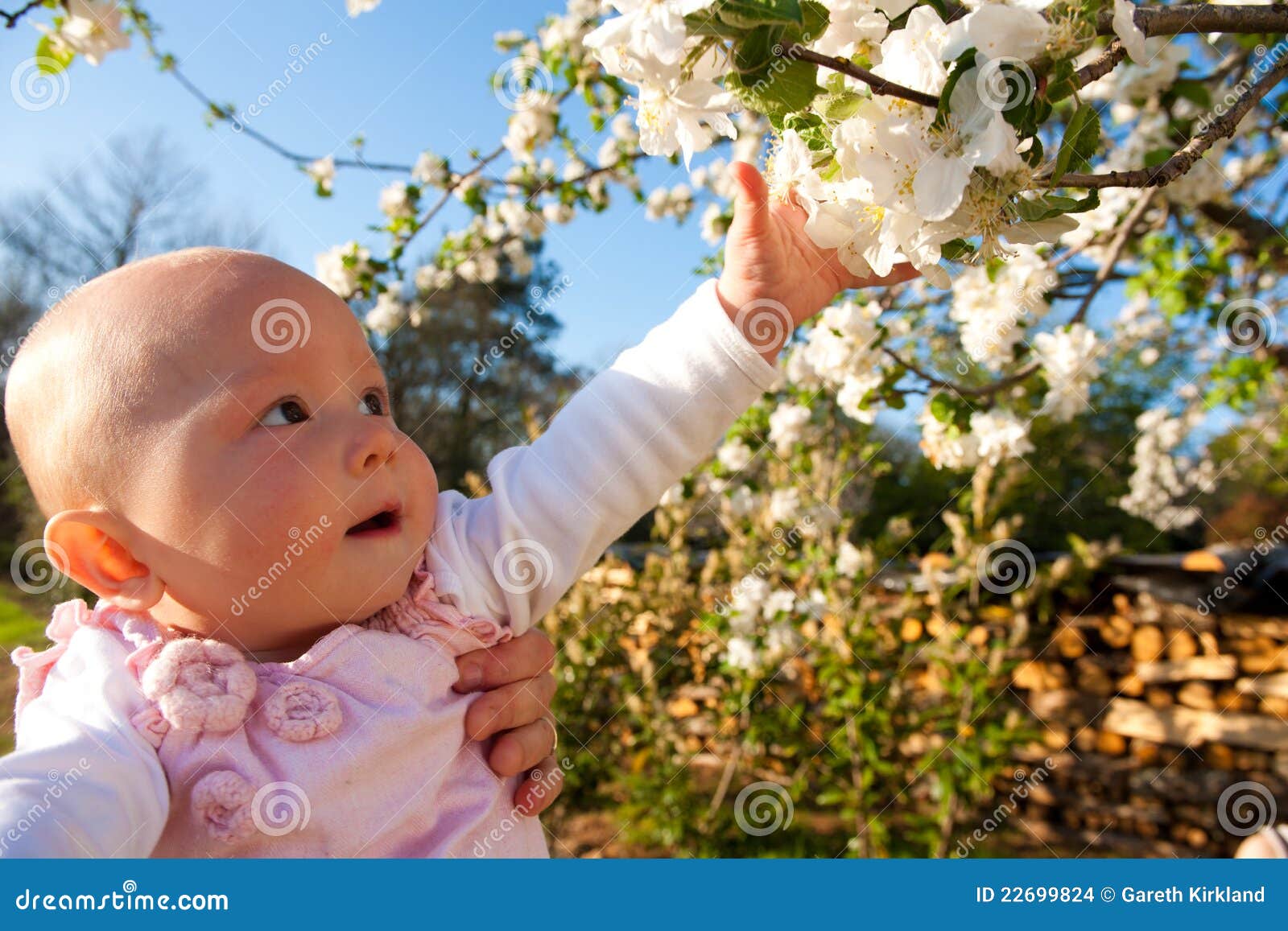 Young Baby Touching Apple Blossom Stock Photo - Image of trees, healthy ...