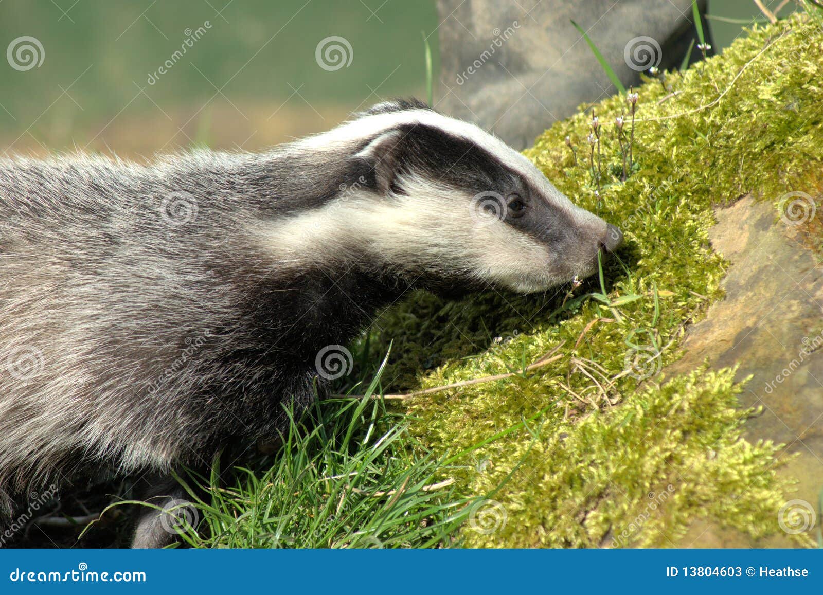 Young Badger Cub (meles Meles) Stock Image - Image of european, badger ...