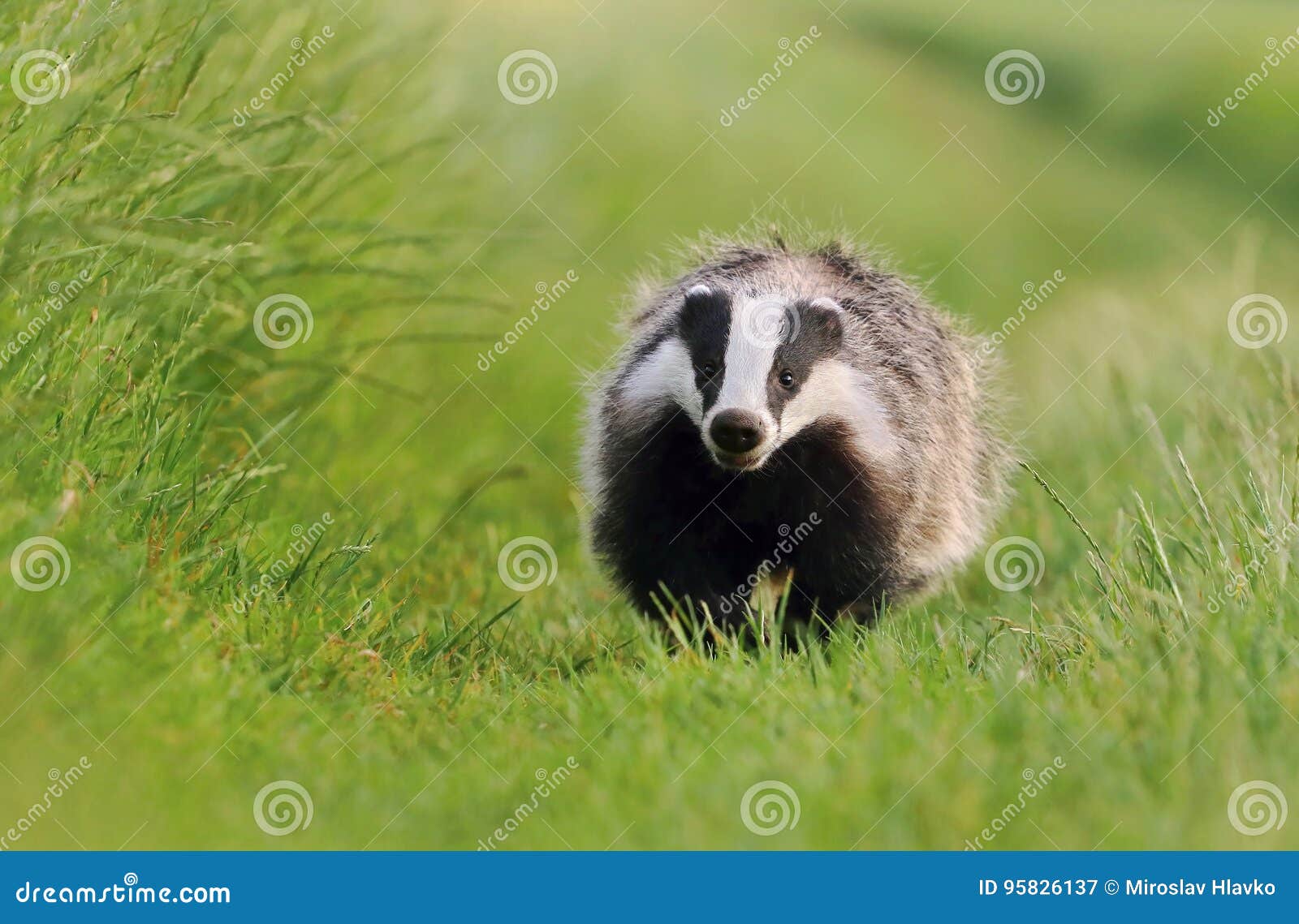 Young badger running stock image. Image of predator, killer - 95826137