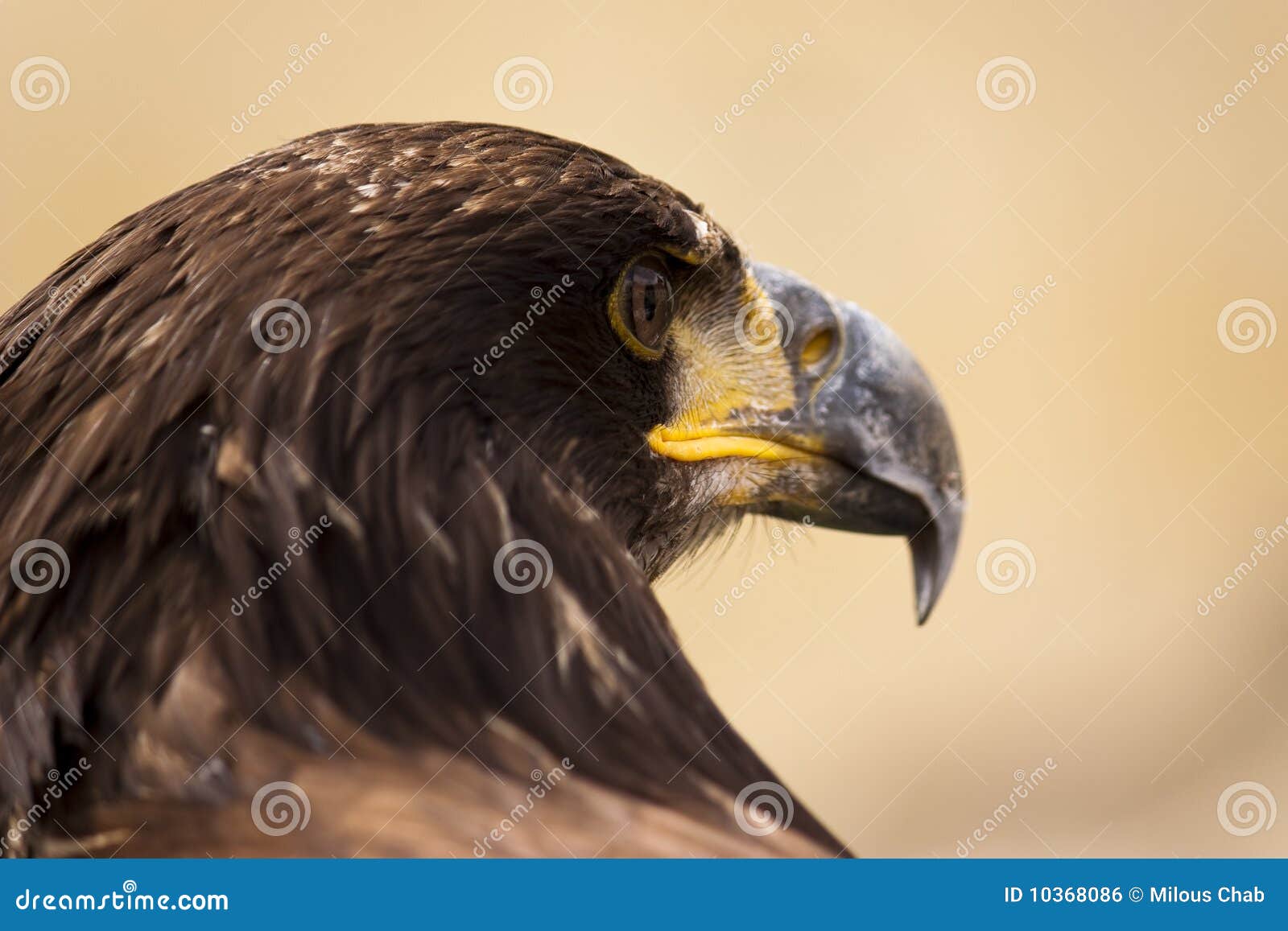 Hunter Eagl Stock Photos - Free & Royalty-Free Stock Photos from Dreamstime
