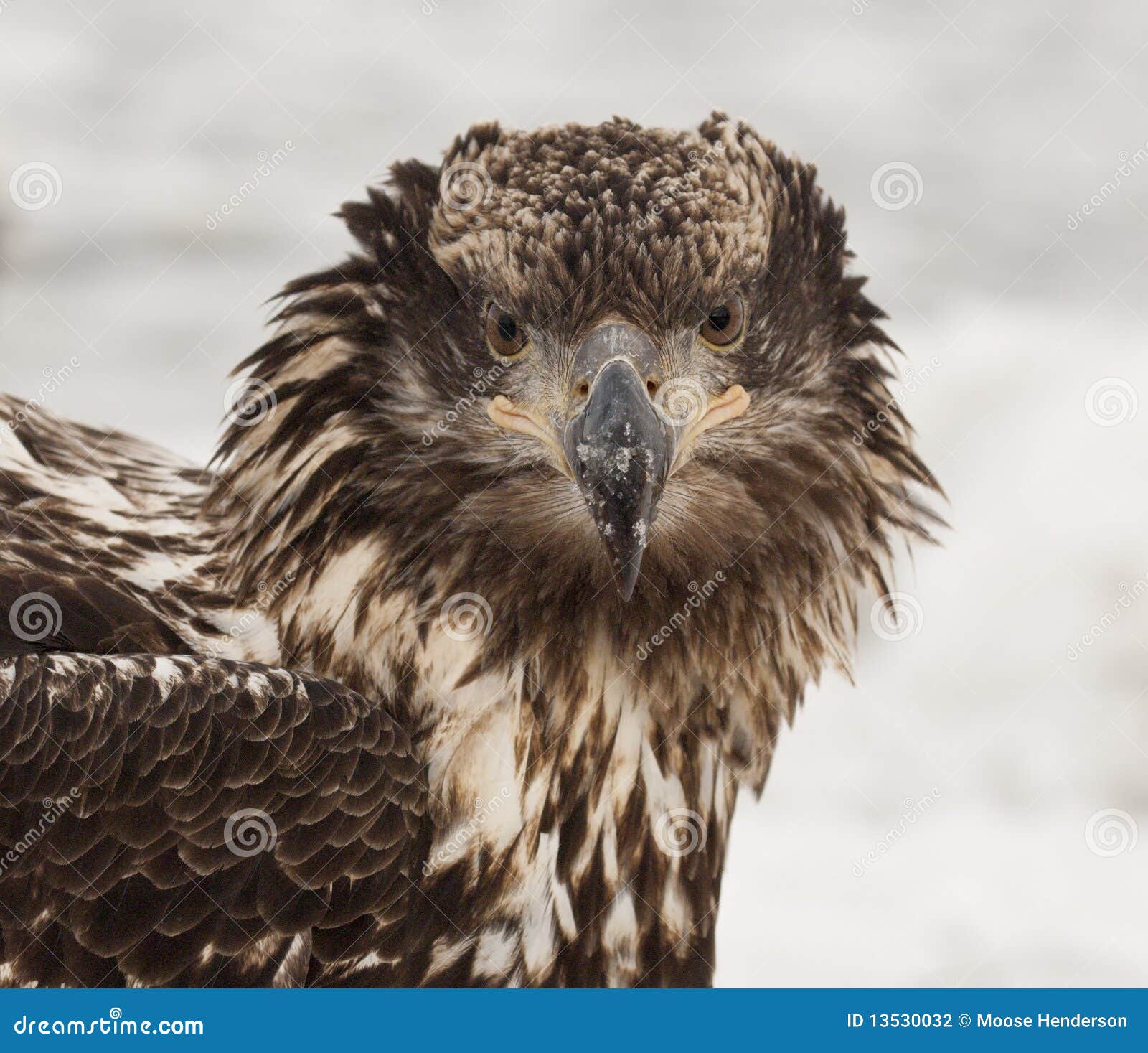 Young bald eagle stock photo. Image of avain, bird, haliaeetus - 13530032
