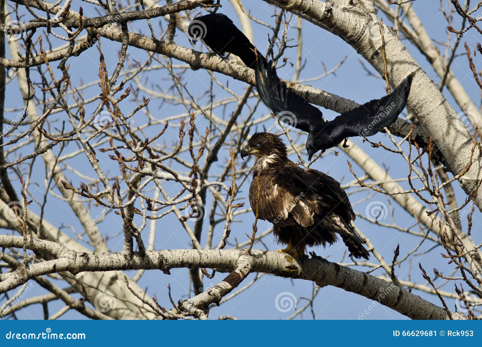 Young Bald Eagle Being Attacked by an American Crow Stock Image - Image ...