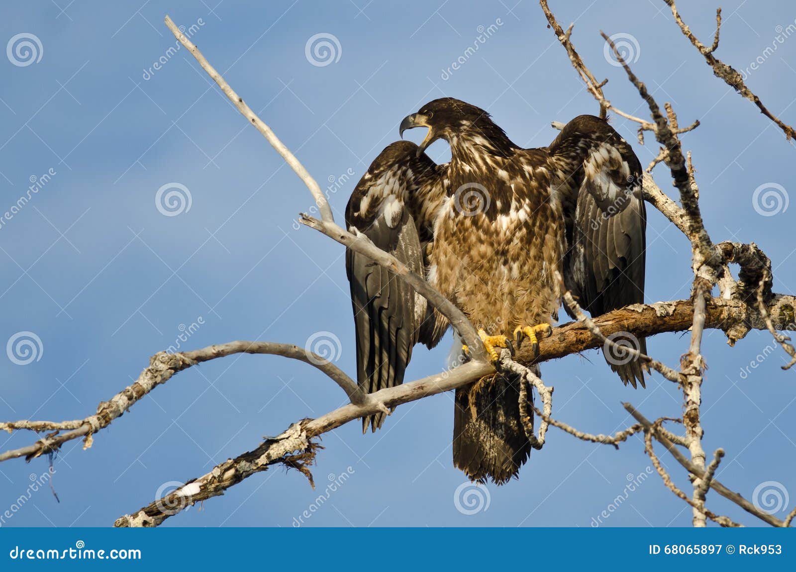 Young Bald Eagle Calling from High in a Barren Tree Stock Image - Image ...