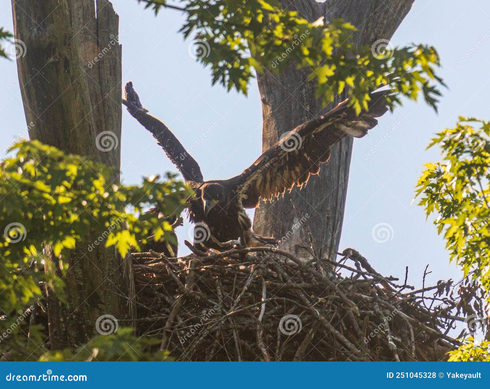Young Bald Eagle Flapping Its Wings Stock Photo - Image of animal ...