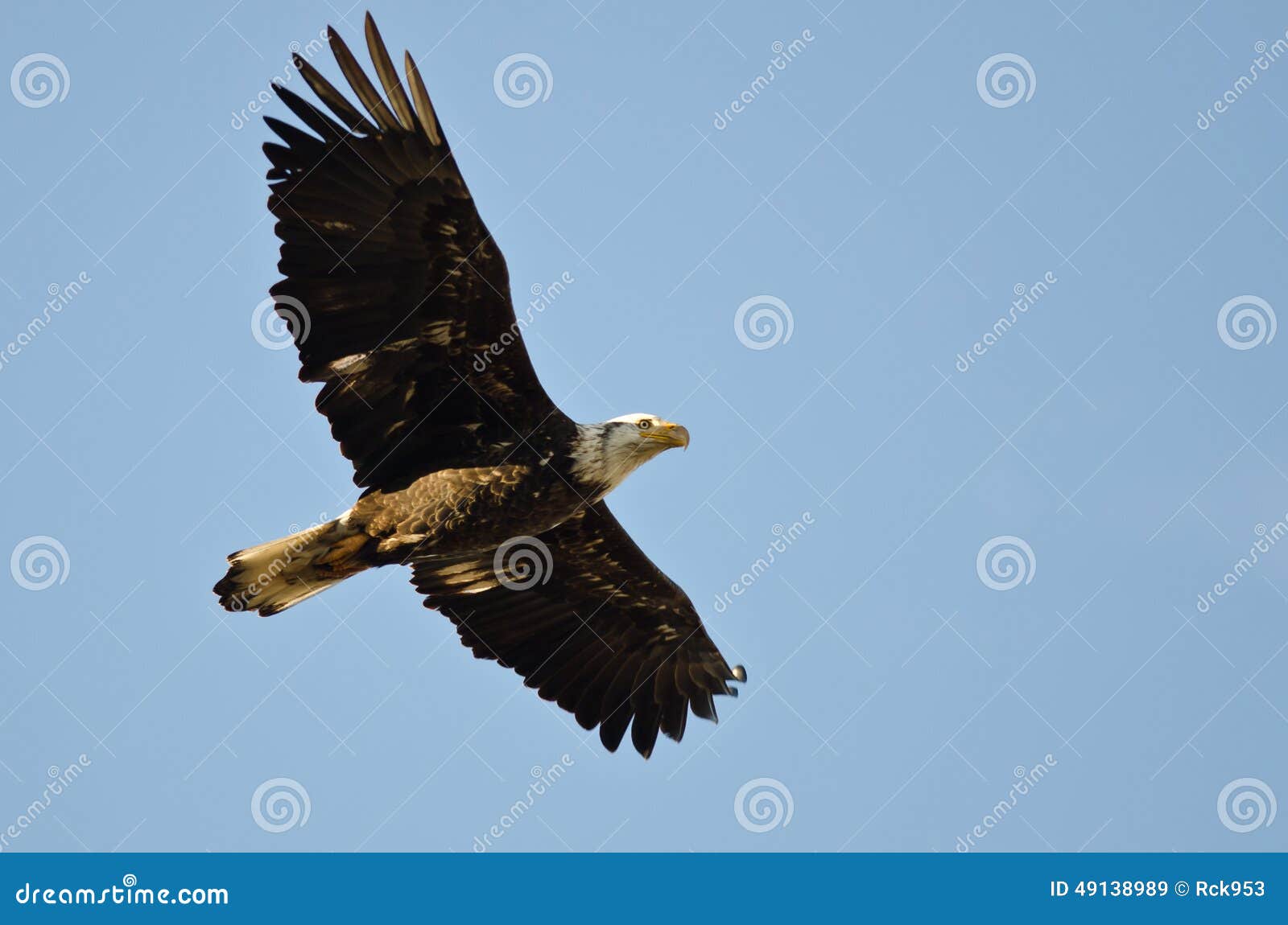 Young Bald Eagle Flying in a Blue Sky Stock Image - Image of wild ...
