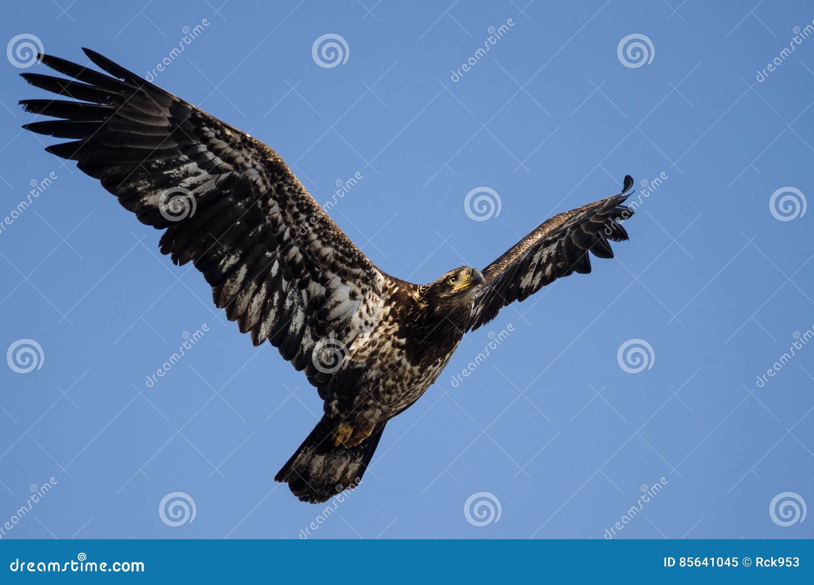 Young Bald Eagle Flying in the Blue Sky Stock Image - Image of flying ...