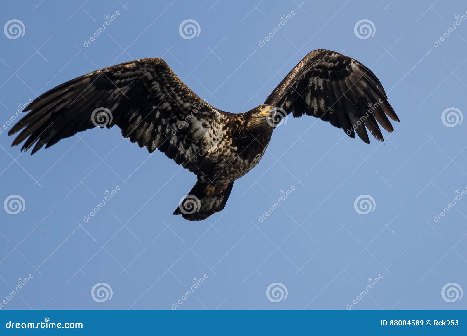 Young Bald Eagle Flying in the Blue Sky Stock Image - Image of circling ...