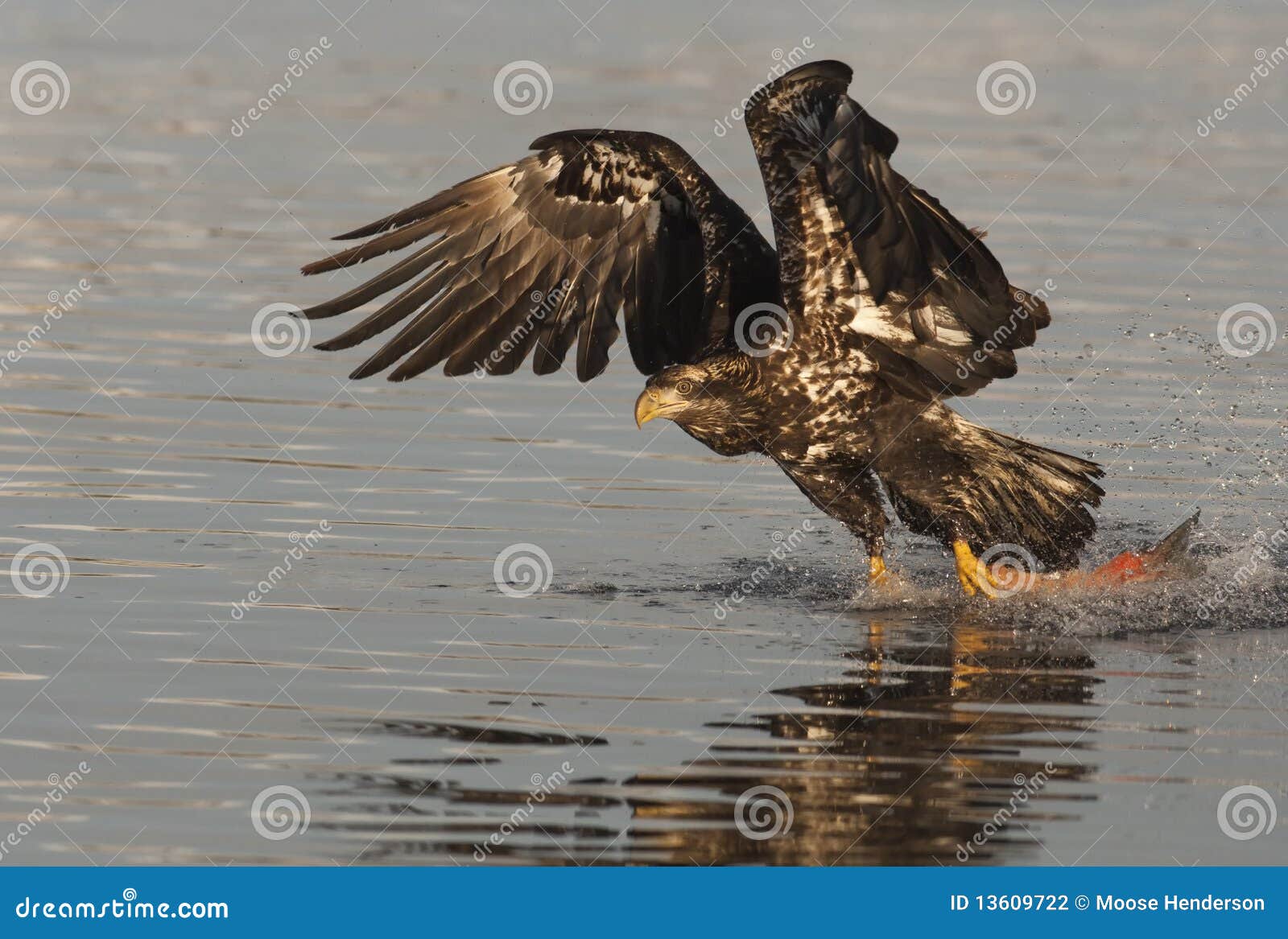 Golden Eagle Hunting Fish