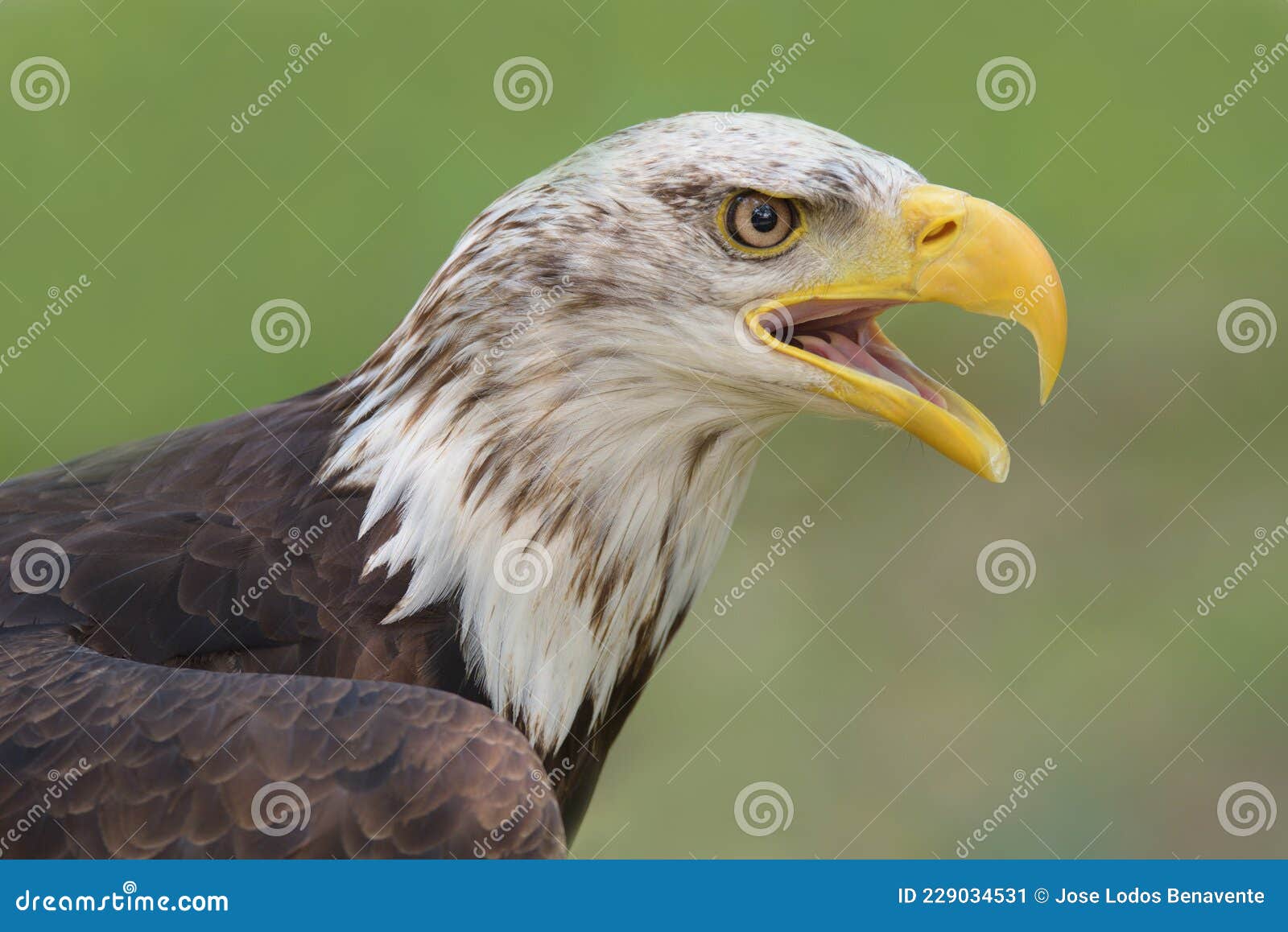 Young Bald Eagle Head with Its Beak Open. Stock Image - Image of symbol ...
