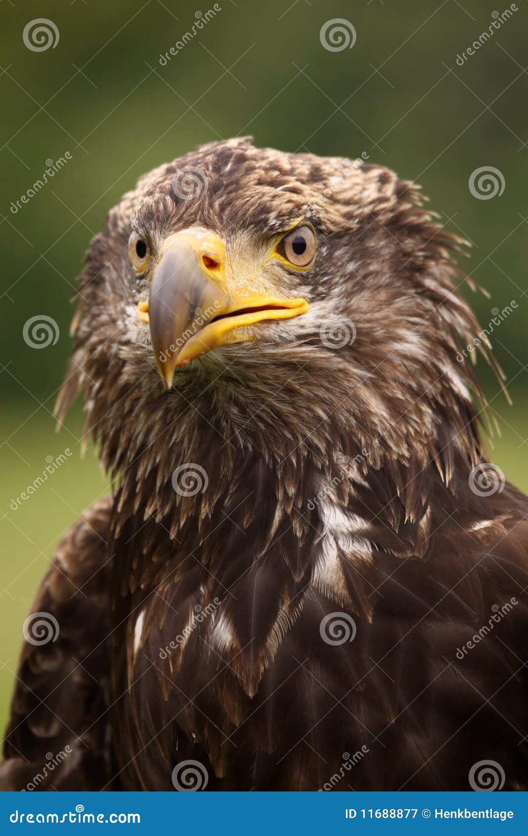 Young Bald Eagle Looking Angry Stock Image - Image of yellow, wildlife ...