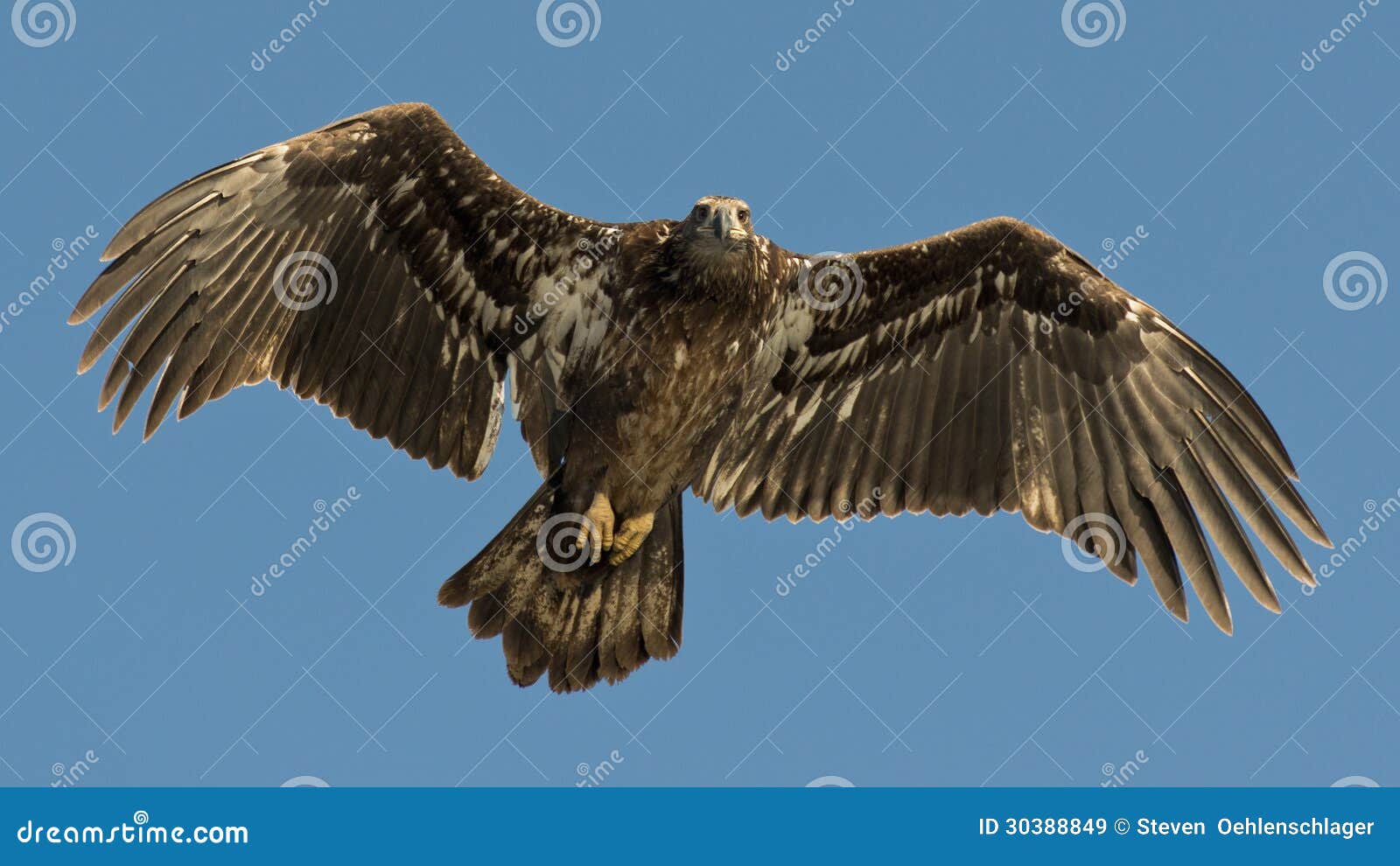 Young Bald Eagle stock image. Image of freedom, conservation - 30388849